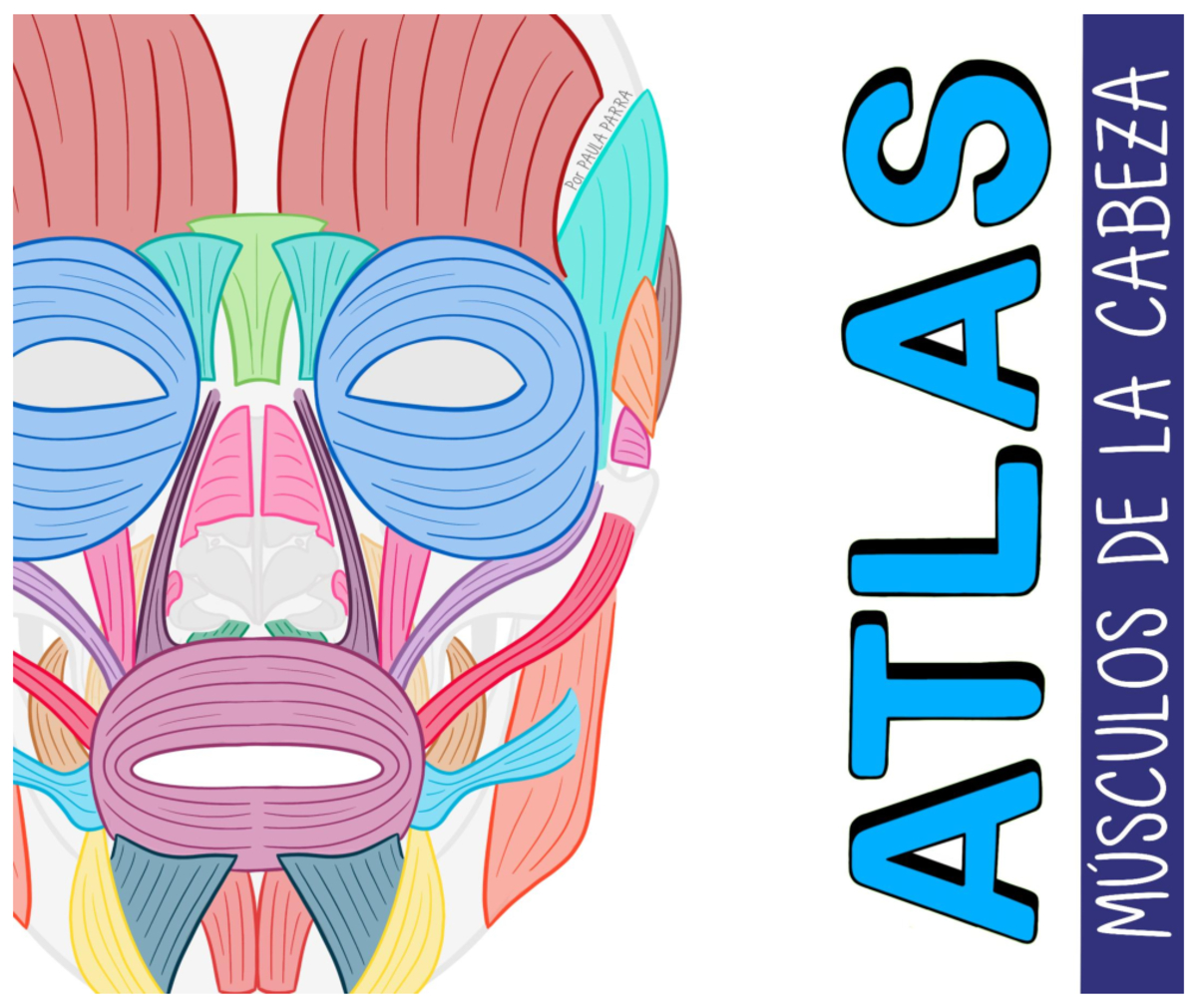 Atlas Músculos DE LA Cabeza - Anatomía I & II - Studocu