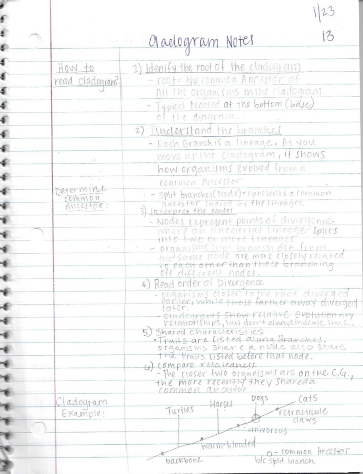 Cladogram Notes TN: Understanding Evolutionary Relationships - Studocu