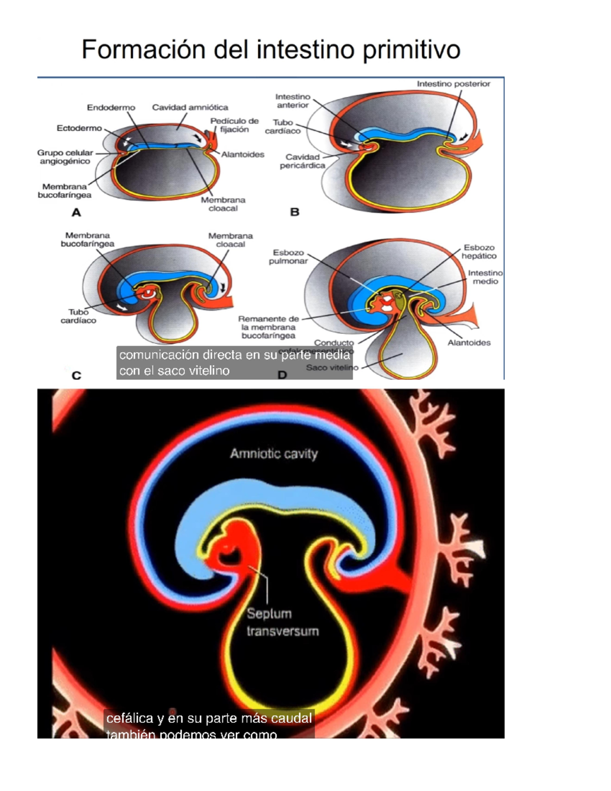 Tubo%20digestivo-%20Embriologi%CC%81a.pdf 2 - Formación del intestino ...