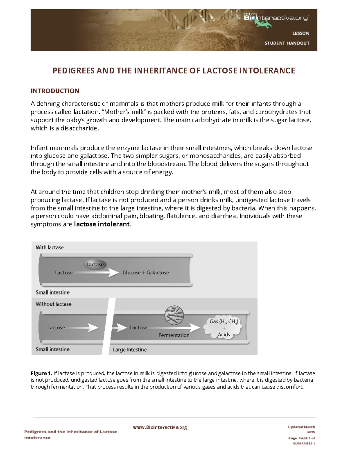 Lactose Intolerance Inheritance Analysis: Student Worksheet - Studocu