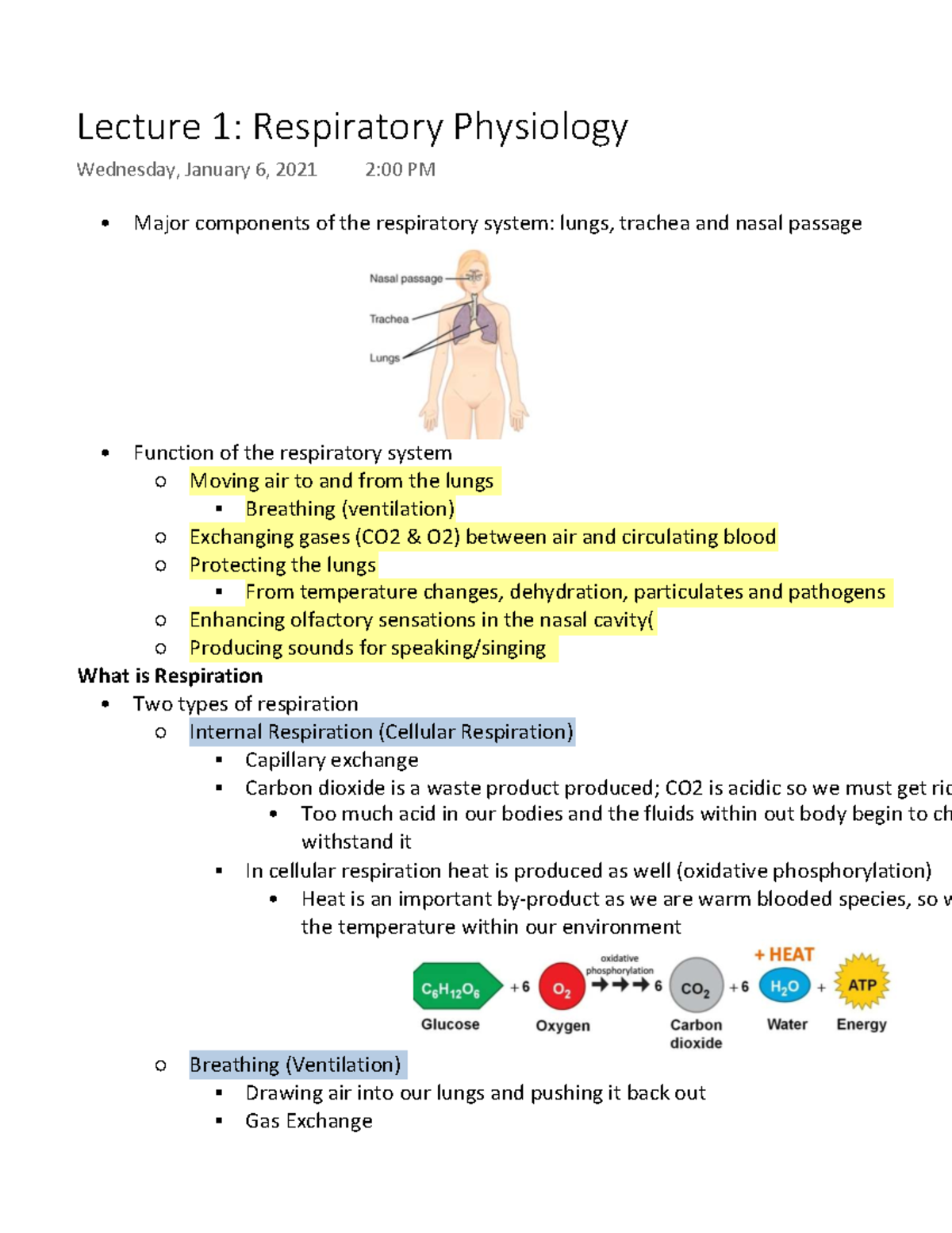Lecture 1 Respiratory Physiology - Major components of the respiratory ...