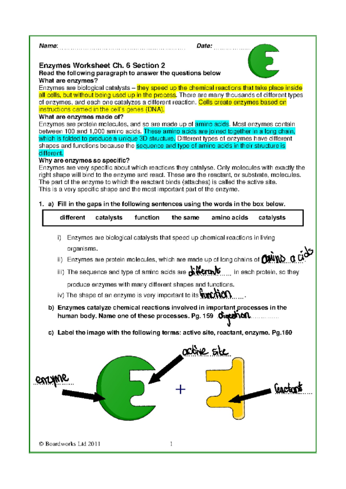 Ch. 6 Enzymes Digestion Worksheet for Biology Study - Studocu