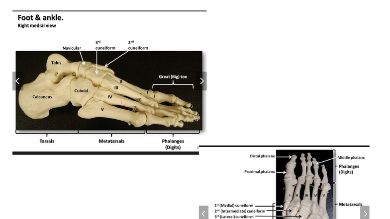 Lower Limb Bones: Anatomy of the Foot and Femur - Studocu