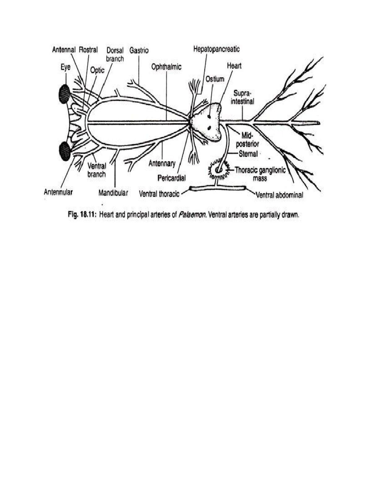 Prawn Anatomy Overview: Heart and Arteries of Palaemon - Studocu