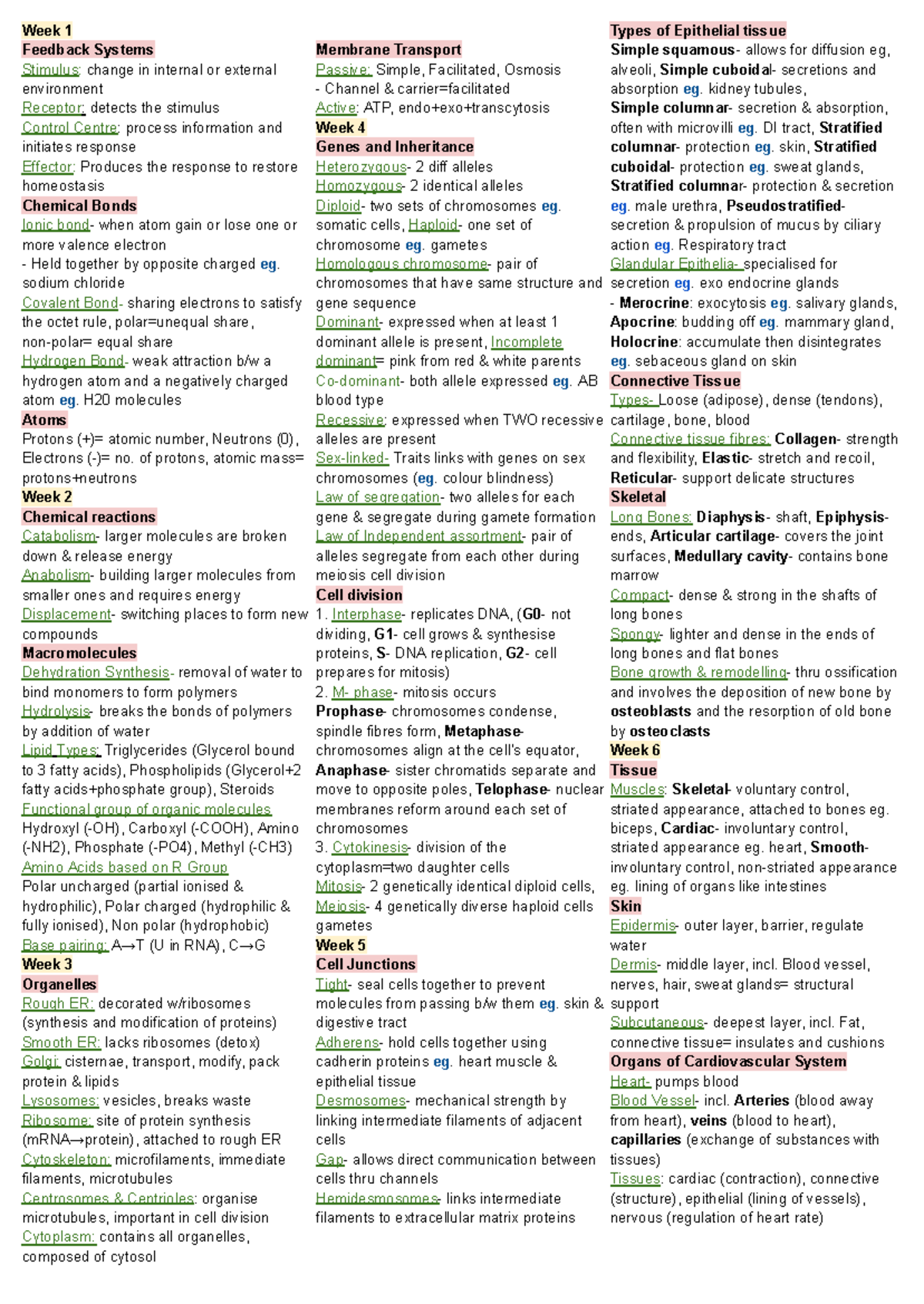 HUBS 101: Comprehensive Summary of Epithelial & Connective Tissues ...