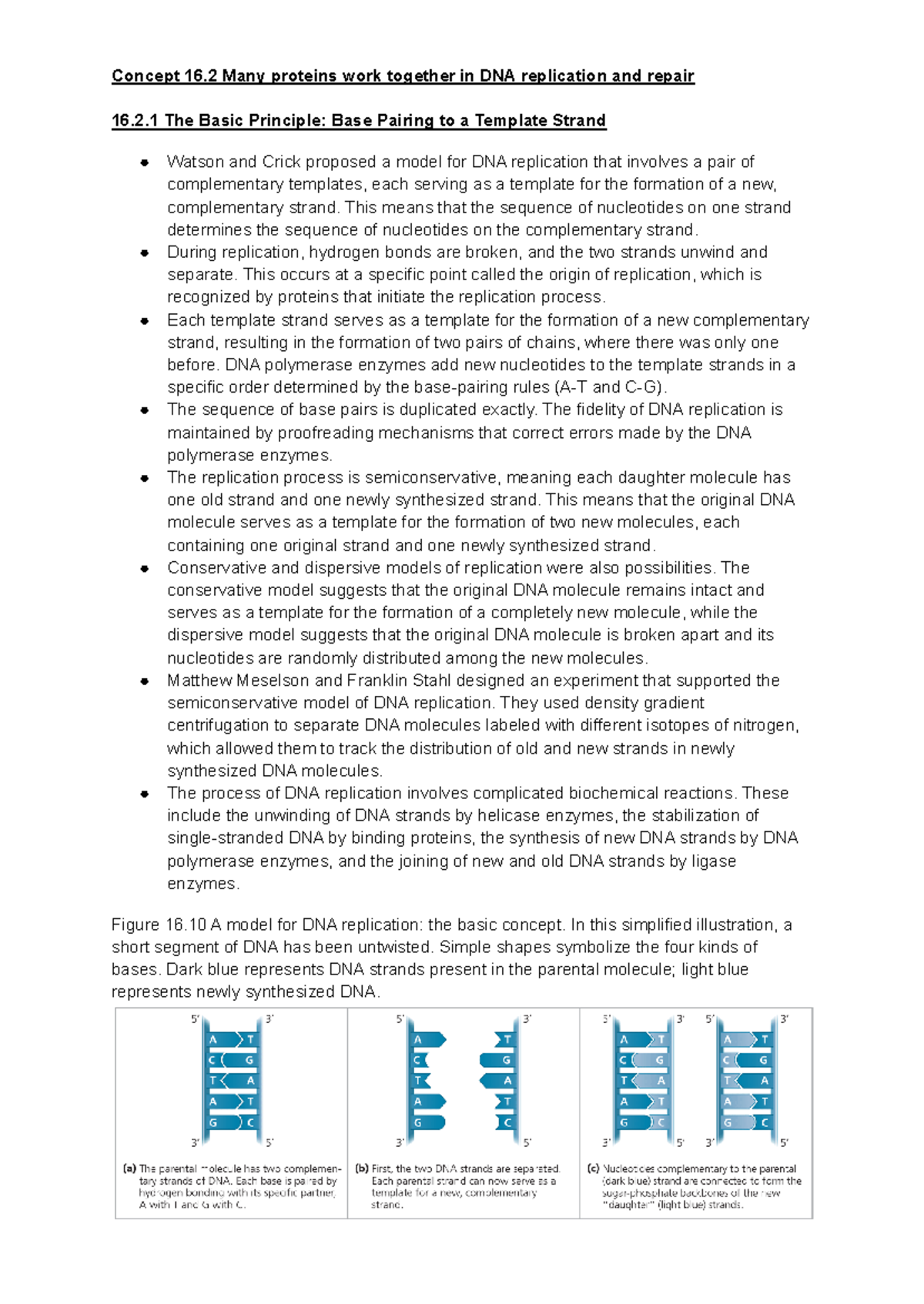 16.2 & 12.1 - Summaries on DNA Replication and Cell Division - Campbell ...
