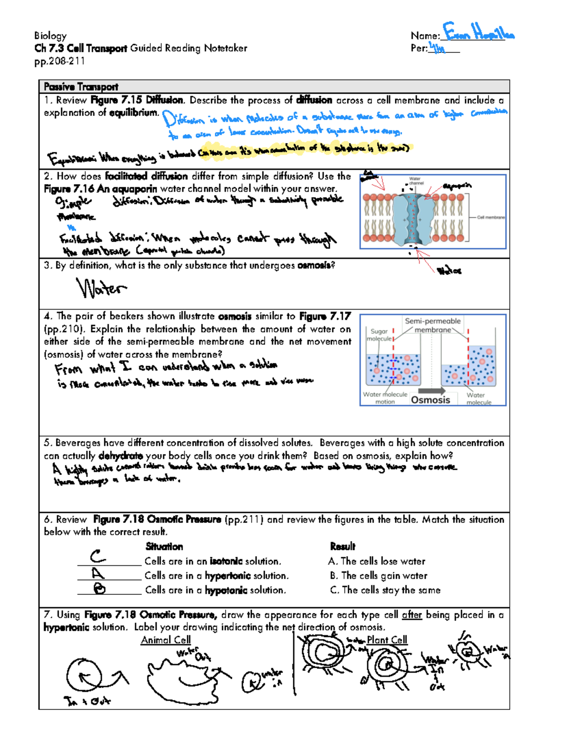 Biology 7 3 Cell Transport Worksheet Answers Cell Trasport Worksheet