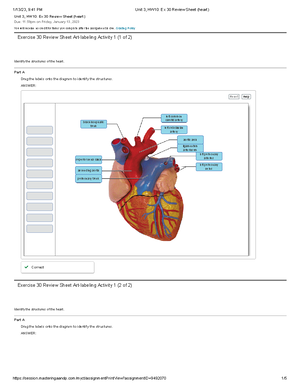 Lab 5 Anatomy of the blood vessels - Lab 5 – Anatomy of Blood Vessels 1 ...