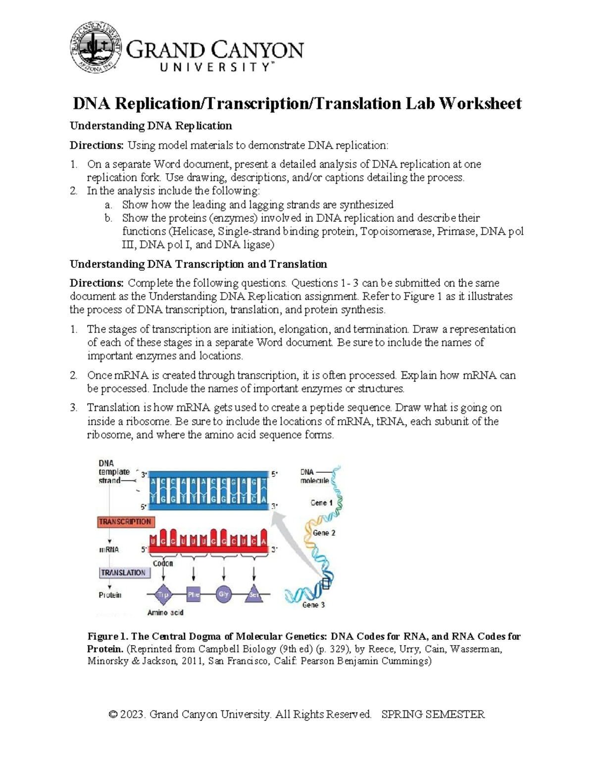 GCU BIO 101: DNA Replication, Transcription & Translation Worksheet ...