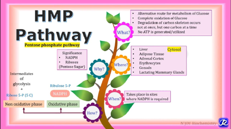 HMP Pathway, NADP Functions & G6PD Deficiency in Biochemistry - Studocu
