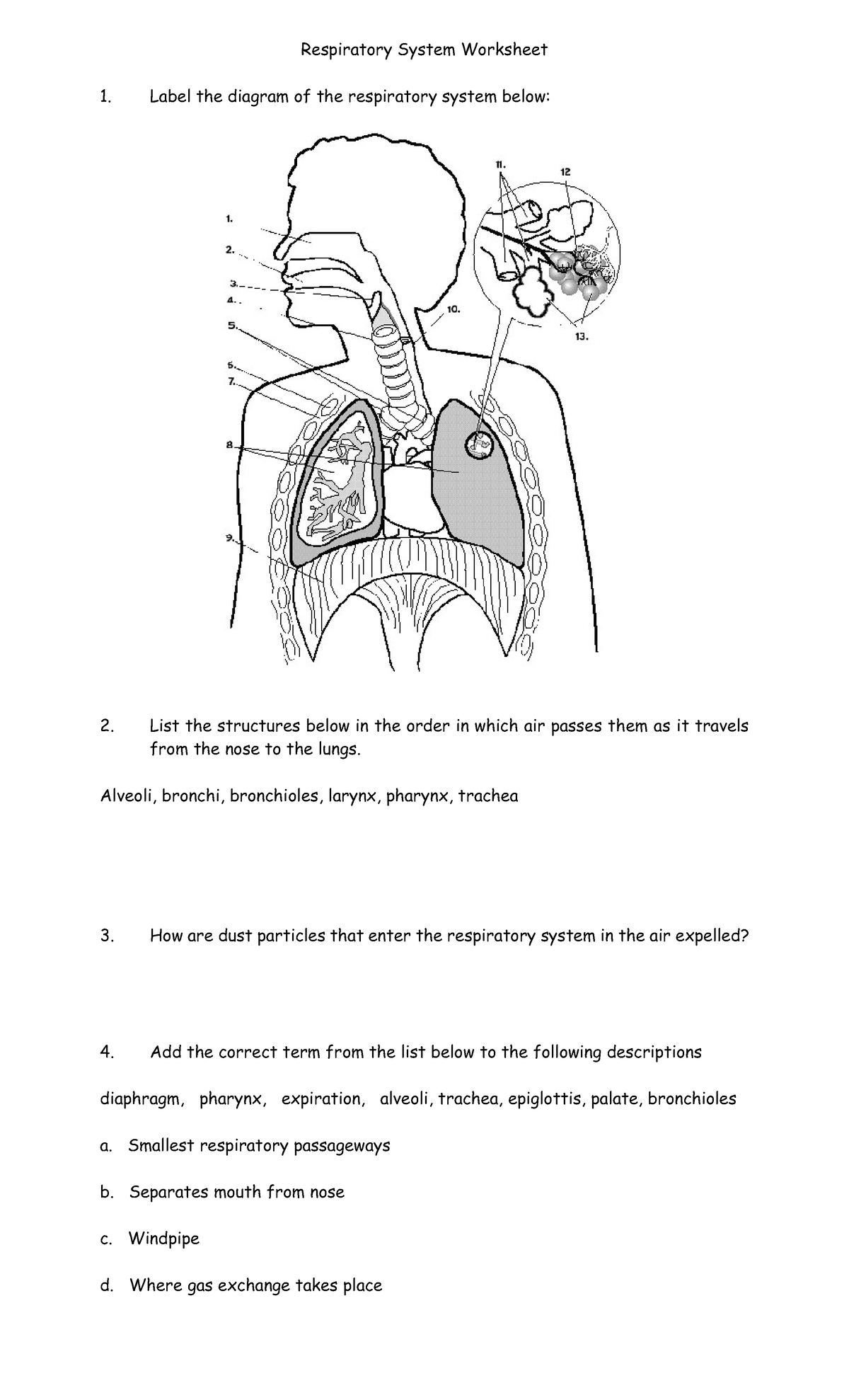 Respiratory System Worksheet: Labeling & Functions Activity - Studocu