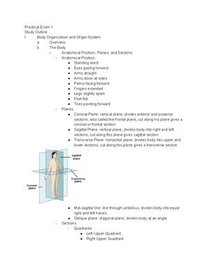 Human Anatomy and Physiology I - Lab Practical 1 Material 1 - - Studocu