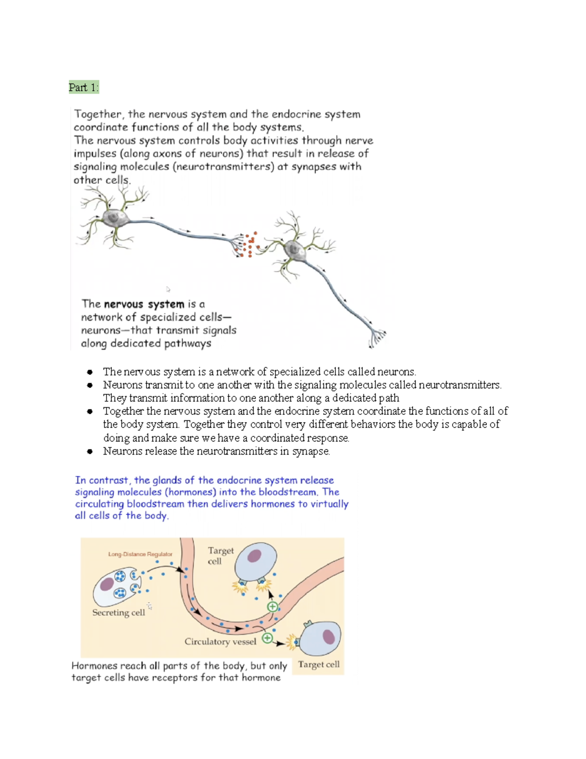 Endocrine System - Part 1: The nervous system is a network of specialized cells called neurons ...