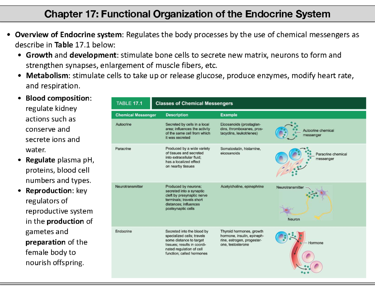 Endocrine System Overview: Hormone Functions & Regulation (Chapter 17) - Studocu