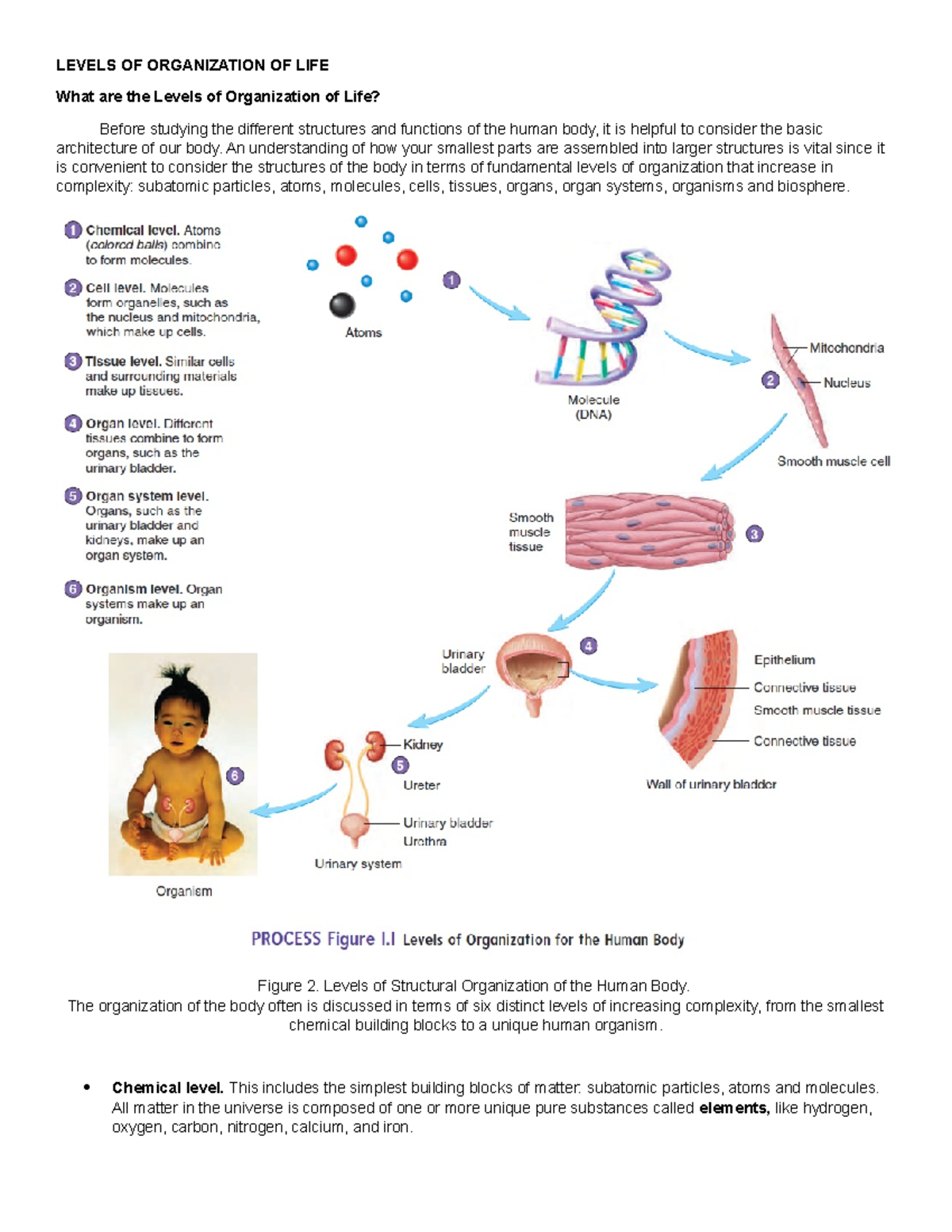 LEVELS OF ORGANIZATION OF LIFE - An understanding of how your smallest ...