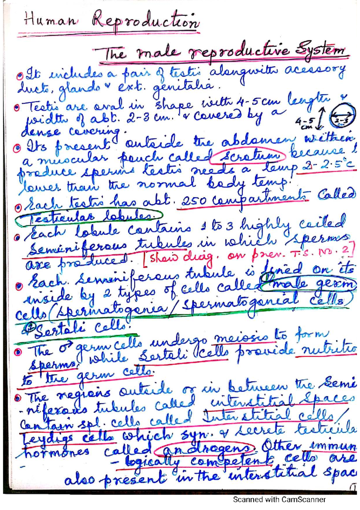 Human Reproduction: Male and Female Reproductive Systems (BIO 12) - Studocu