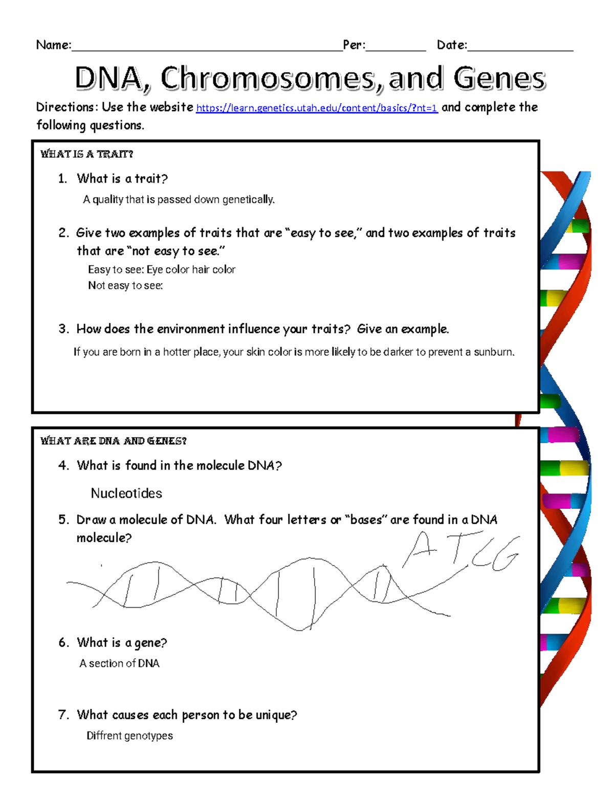 DNA Traits and Genes Webquest: Understanding Genetics Concepts - Studocu