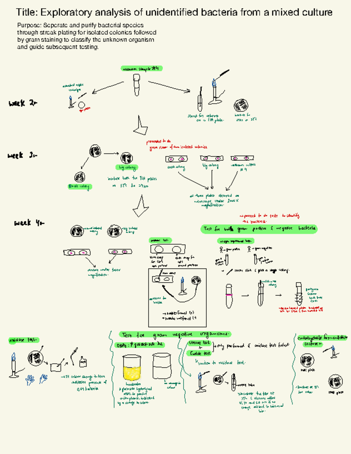 Exploratory Analysis of Unidentified Bacteria: Week 4 Lab Flow Chart ...