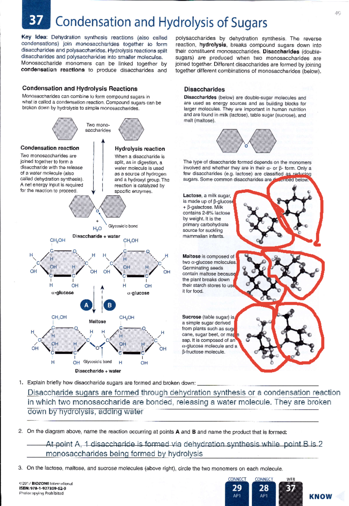 Macromolecules- Carbohydrates Worksheet - Condensation and Hydrolysis ...