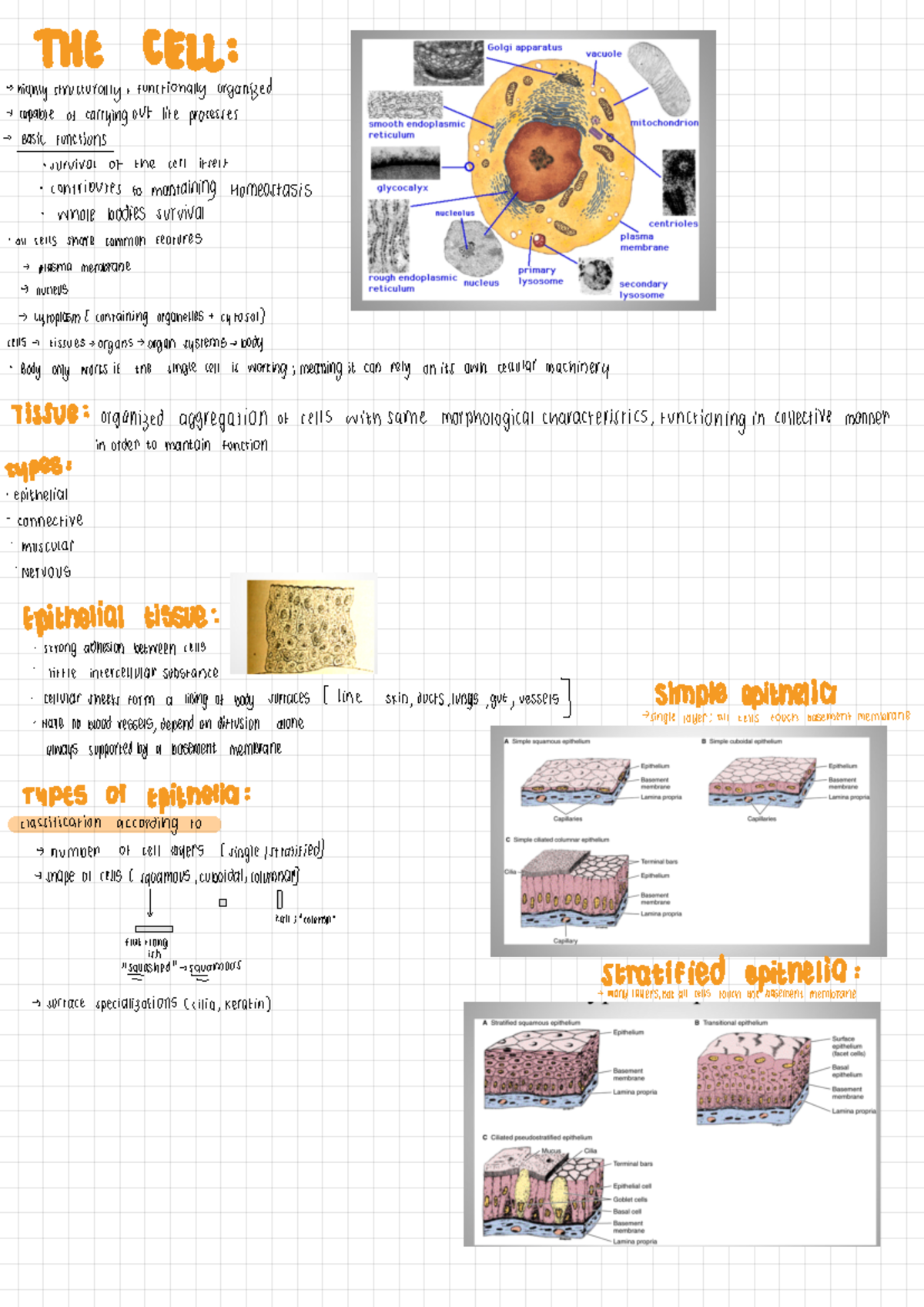Histology exam notes semester 1 - THE CELL : > highly structurally ...