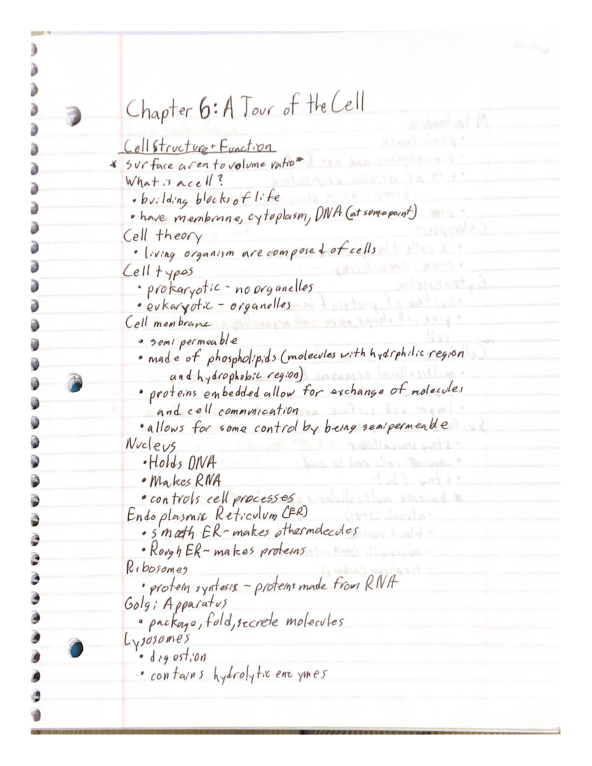 Bio Class Notes on Cells - Chapter 6: A Tour of the Cell Cell structure ...