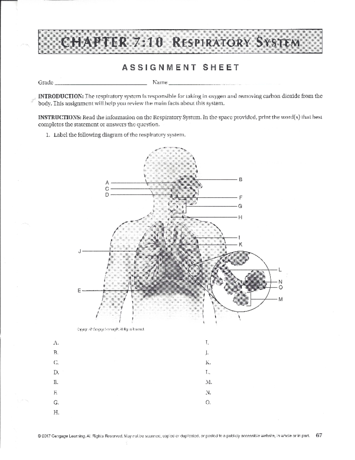 DHO Chapter 7.10 Assignment: Respiratory System Overview & Questions ...