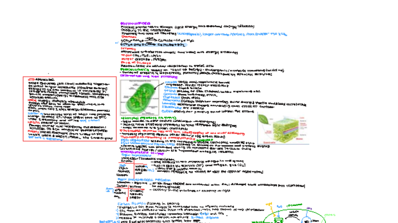 Photosynthesis in CAM Plants: Adaptations for Arid Climates - Studocu