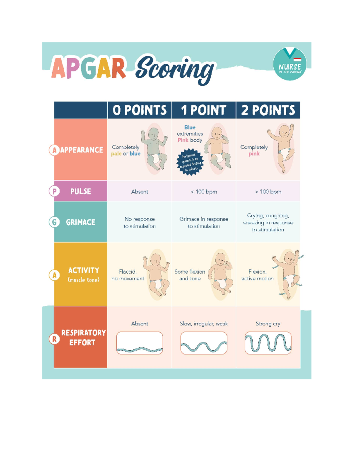 Apgar Scoring Guide for Nursing Students NUR 101 Final Exam Notes - Studocu
