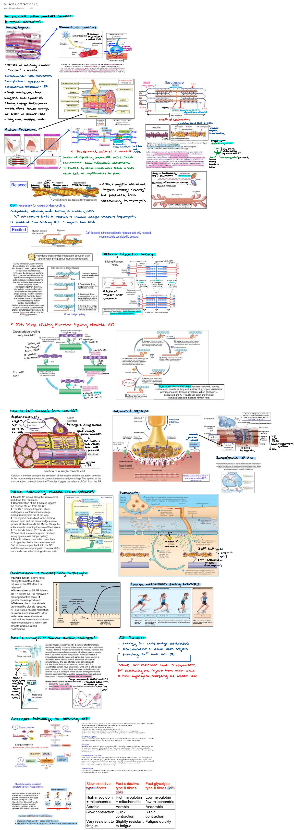 Muscle Contraction - 214 - Slow oxidative type I fibres Fast oxidative ...