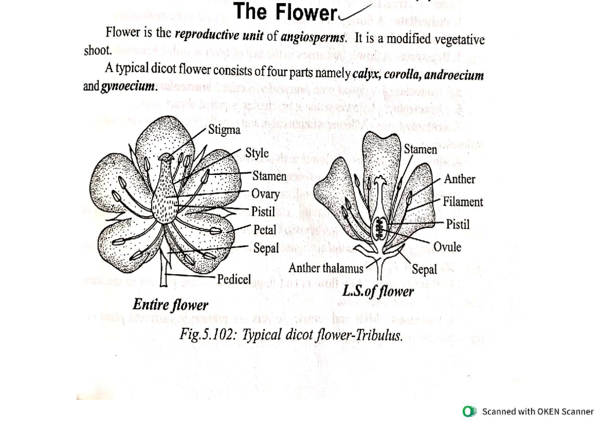Flower Morphology: Key Concepts and Terminology (Biology 101) - Studocu