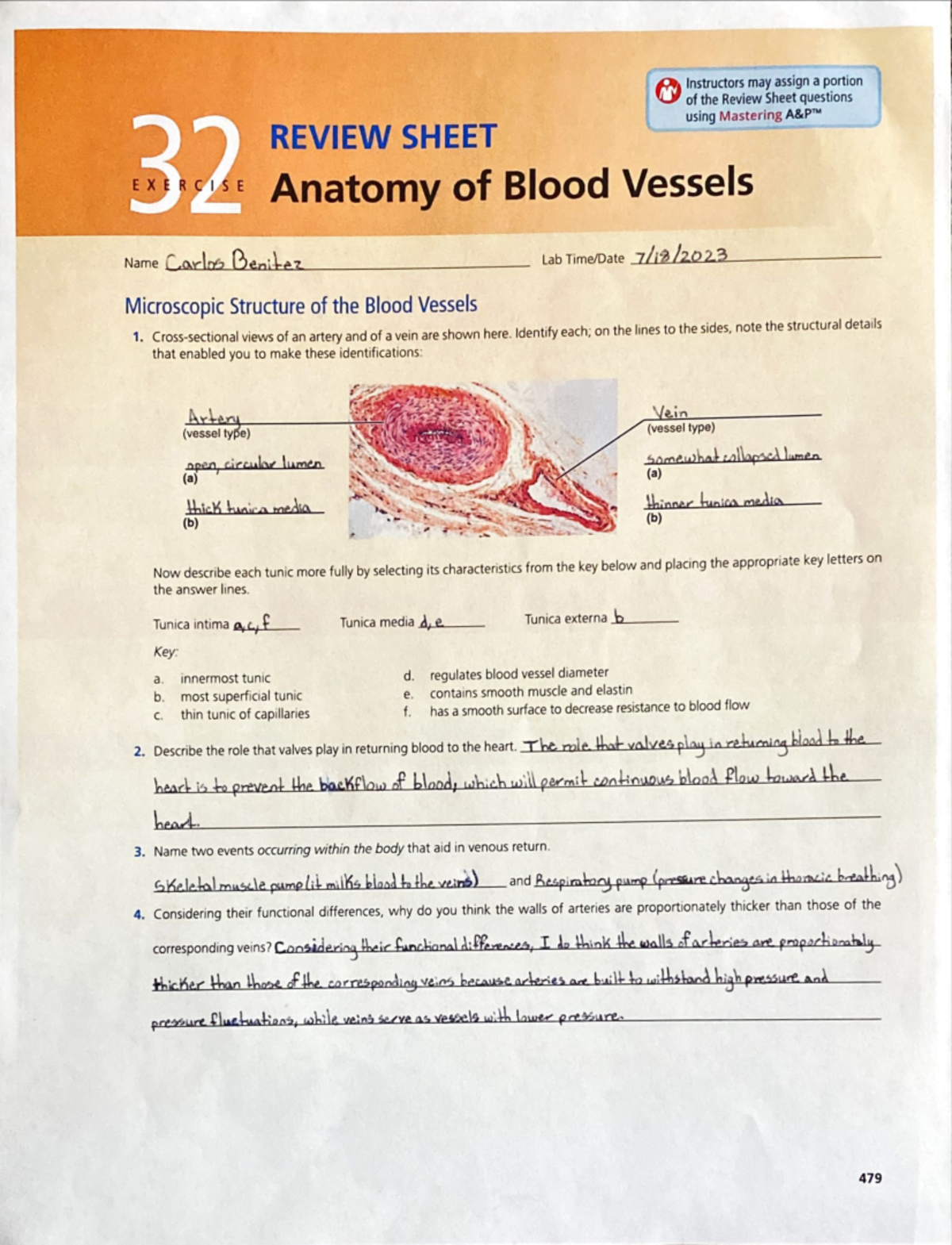 Exercise 32 - Review Sheet for Pages 479-484 - Studocu