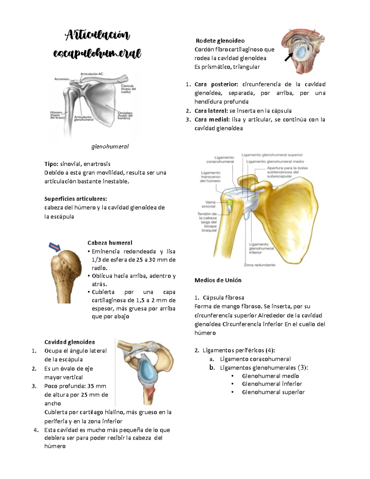 Hueso neumatico - Huesos neumáticos Que son: Son huesos que están ...