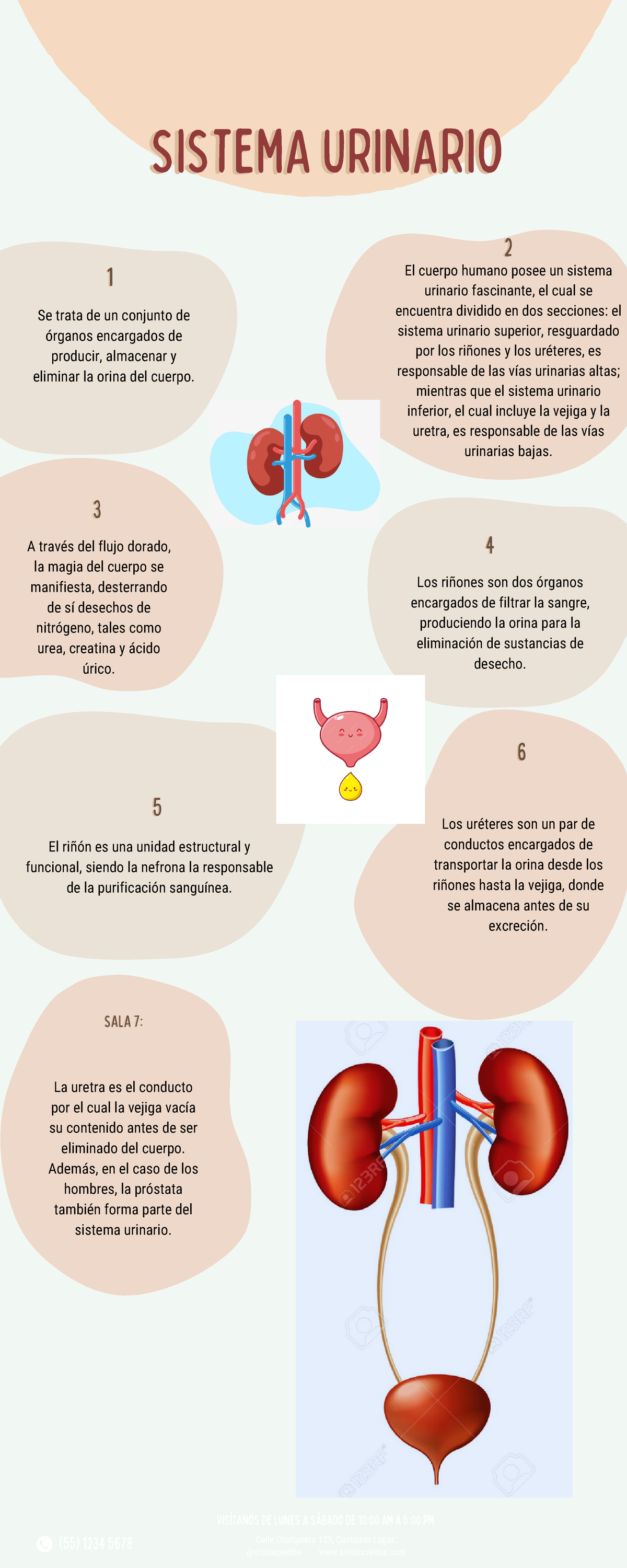 Conociendo Mi Cuerpo Cosas De Enfermeria Sistemas Del Cuerpo Urinarios