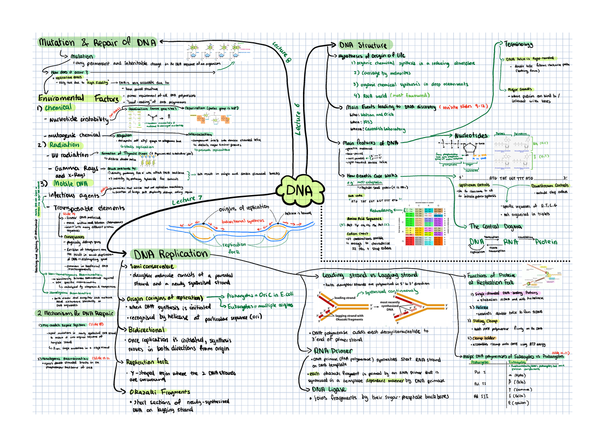 DNA mind map for molecular biology - N Pair of DNA Egg DNA structure ...