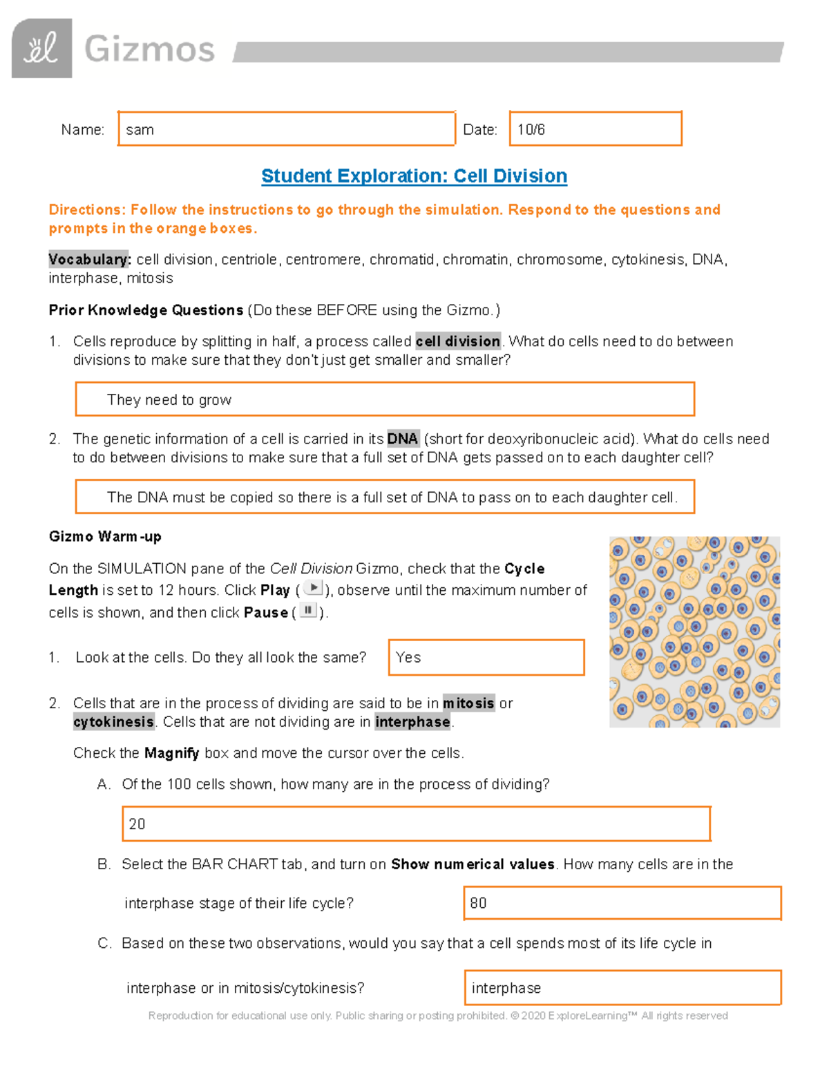 Gizmo Cell Division Activity A - Student Exploration Guide - Studocu