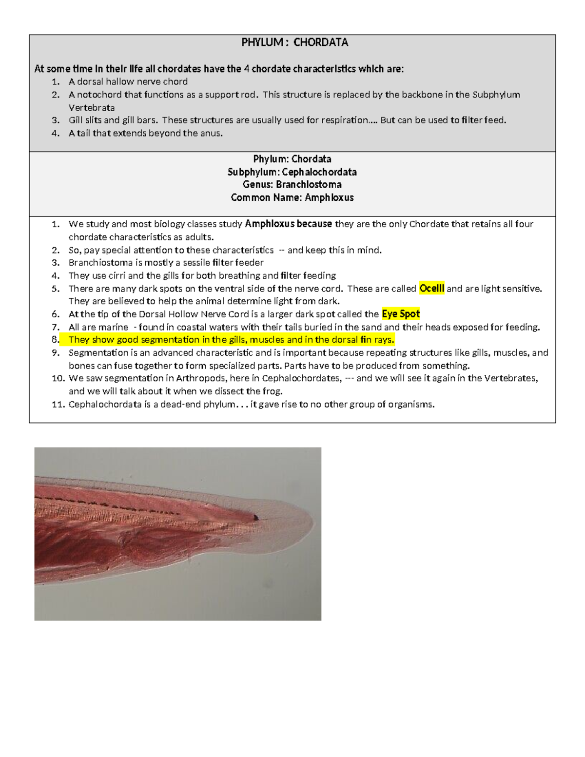 Understanding Chordata: Characteristics of Cephalochordata (BIOL 101 ...