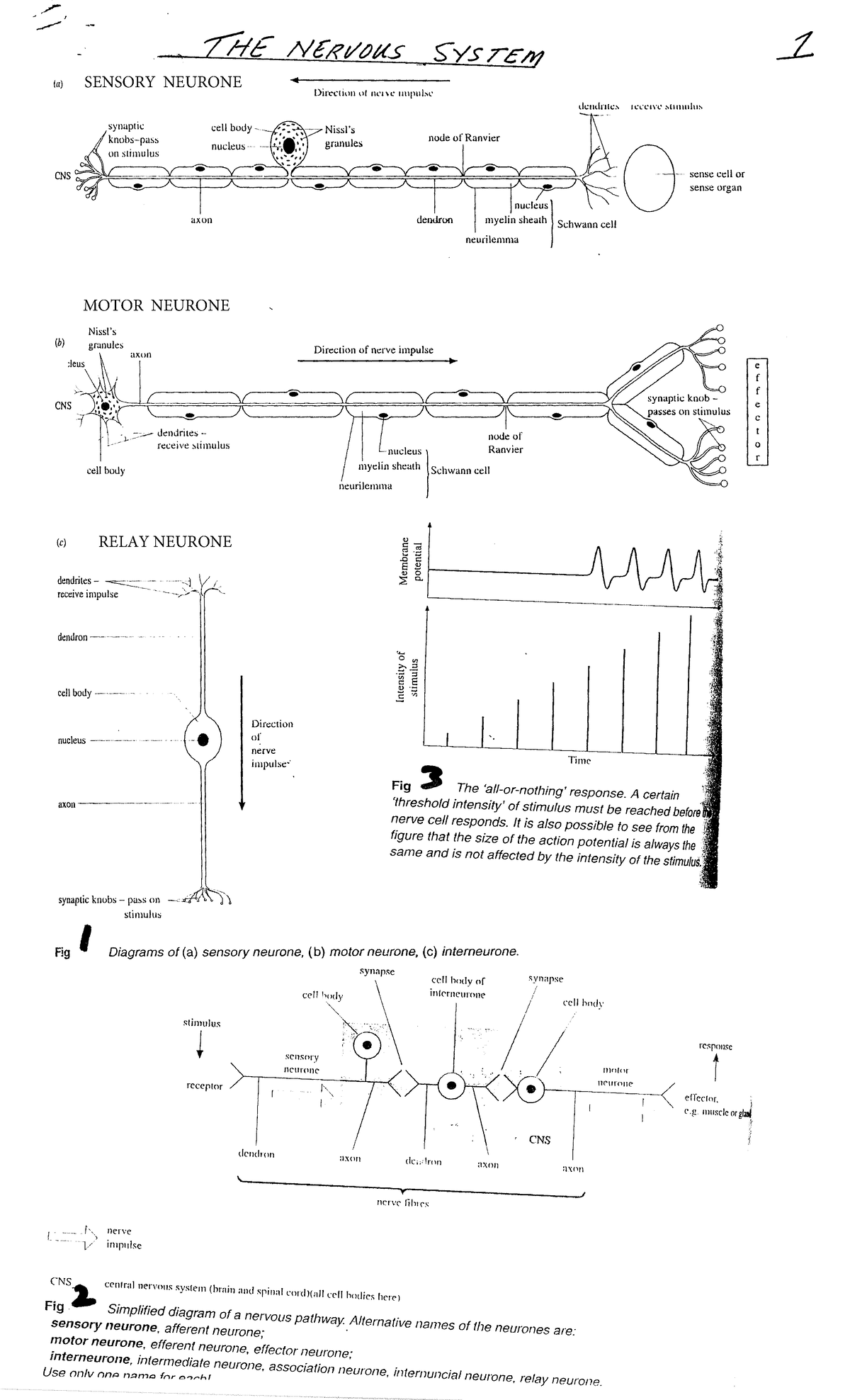 Nervous System 1 - biology - SENSORY NEURONE MOTOR NEURONE RELAY ...