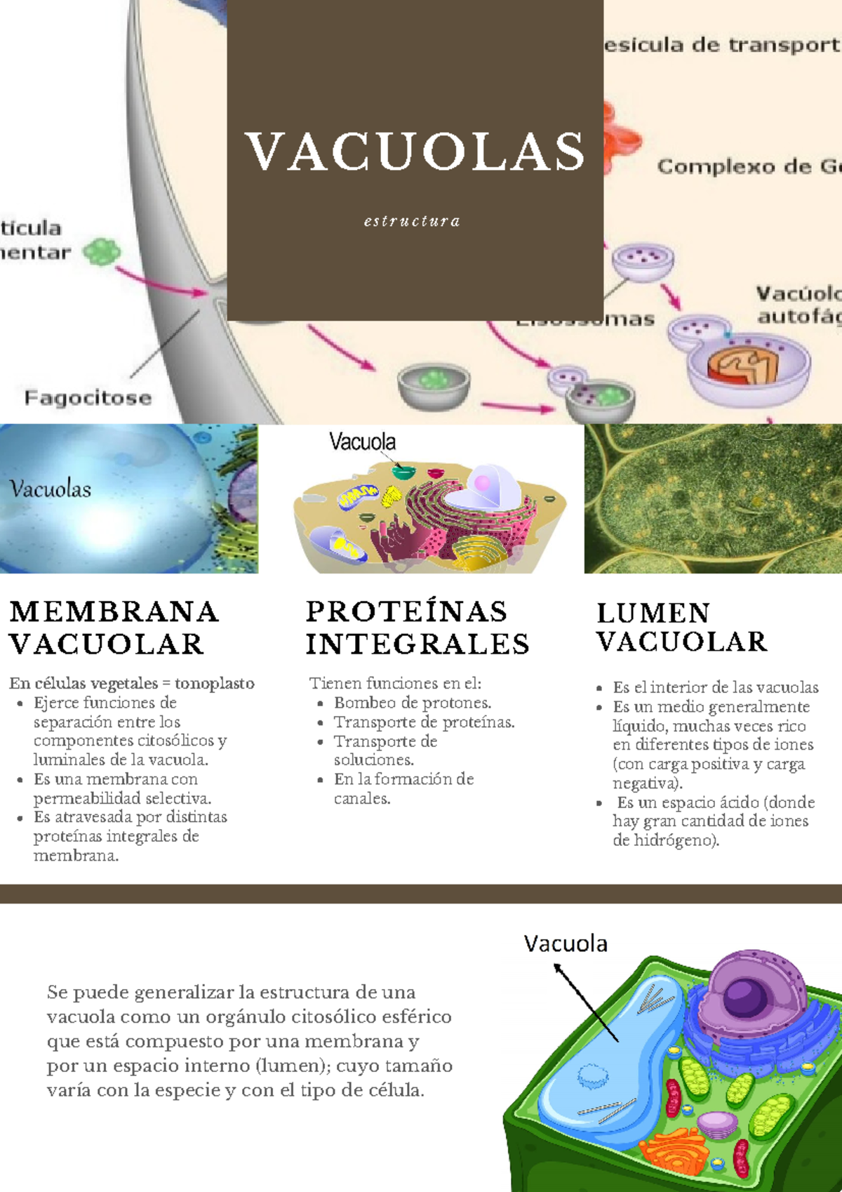 Estructura De La Vacuola Valoración De Las Vacuolas En El Ovocito.