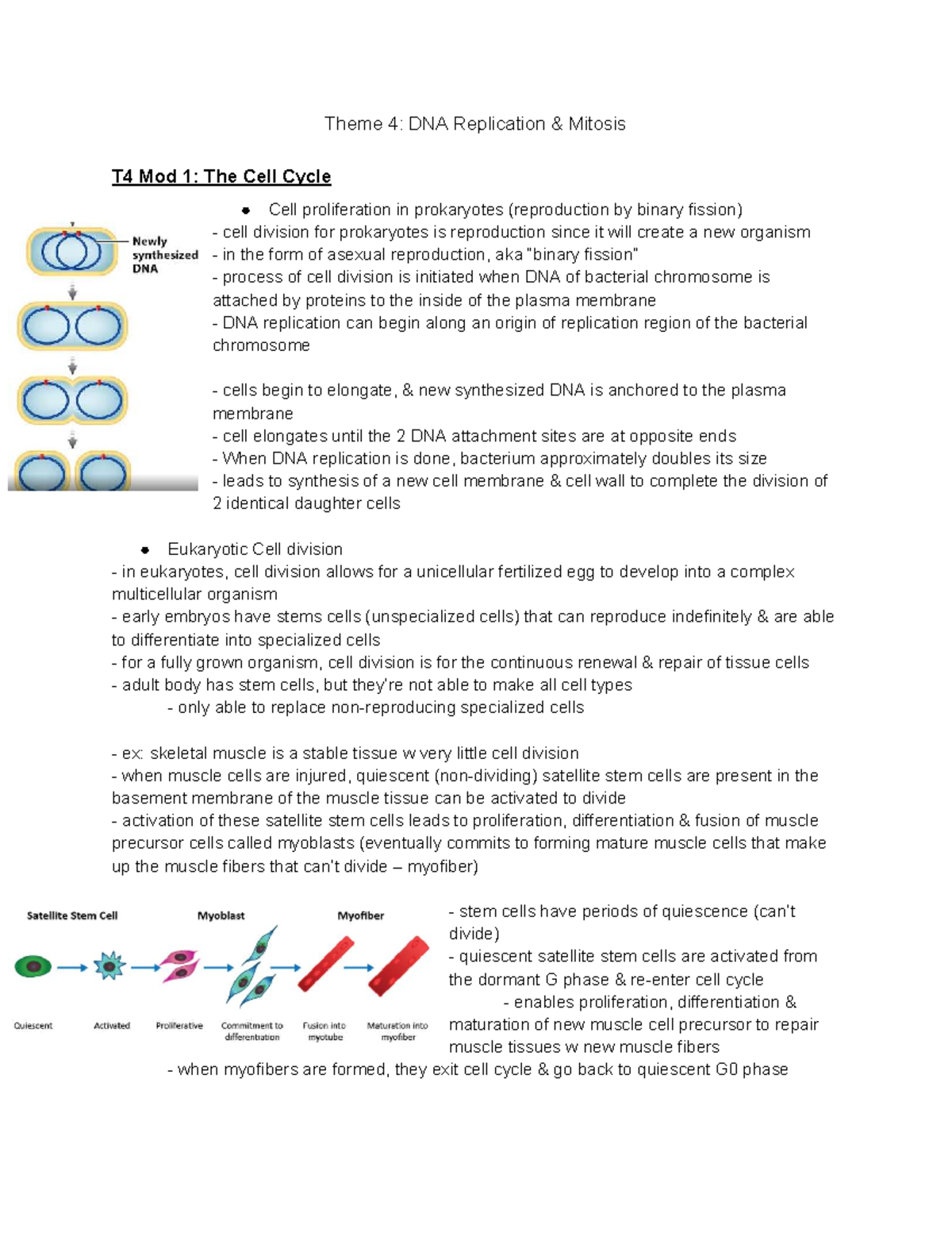 Biotest 3: DNA Replication & Cell Cycle Overview - Studocu
