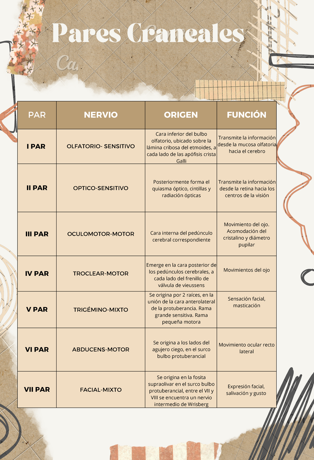 Cuadro Comparativo Pares craneales - Pares Craneales PAR NERVIO ORIGEN FUNCIÓN I PAR OLFATORIO ...