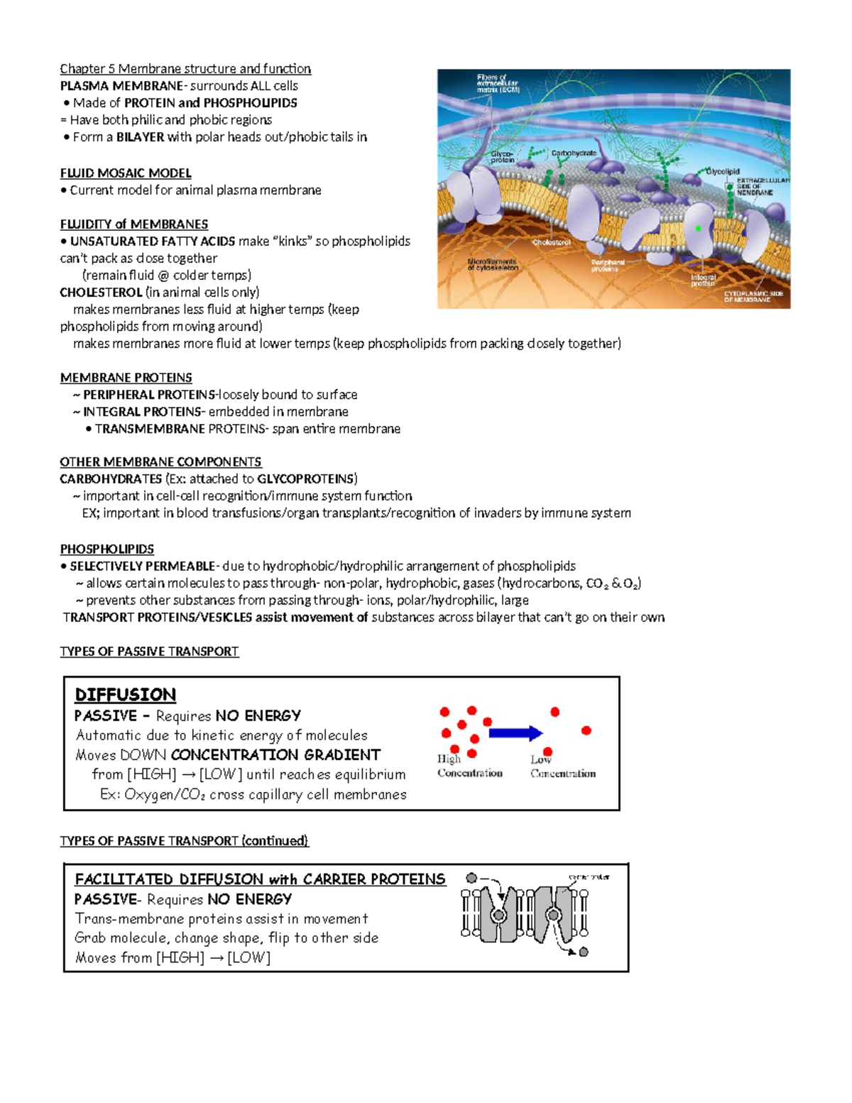 Ch. 5 study guide - Chapter 5 Membrane structure and function PLASMA ...