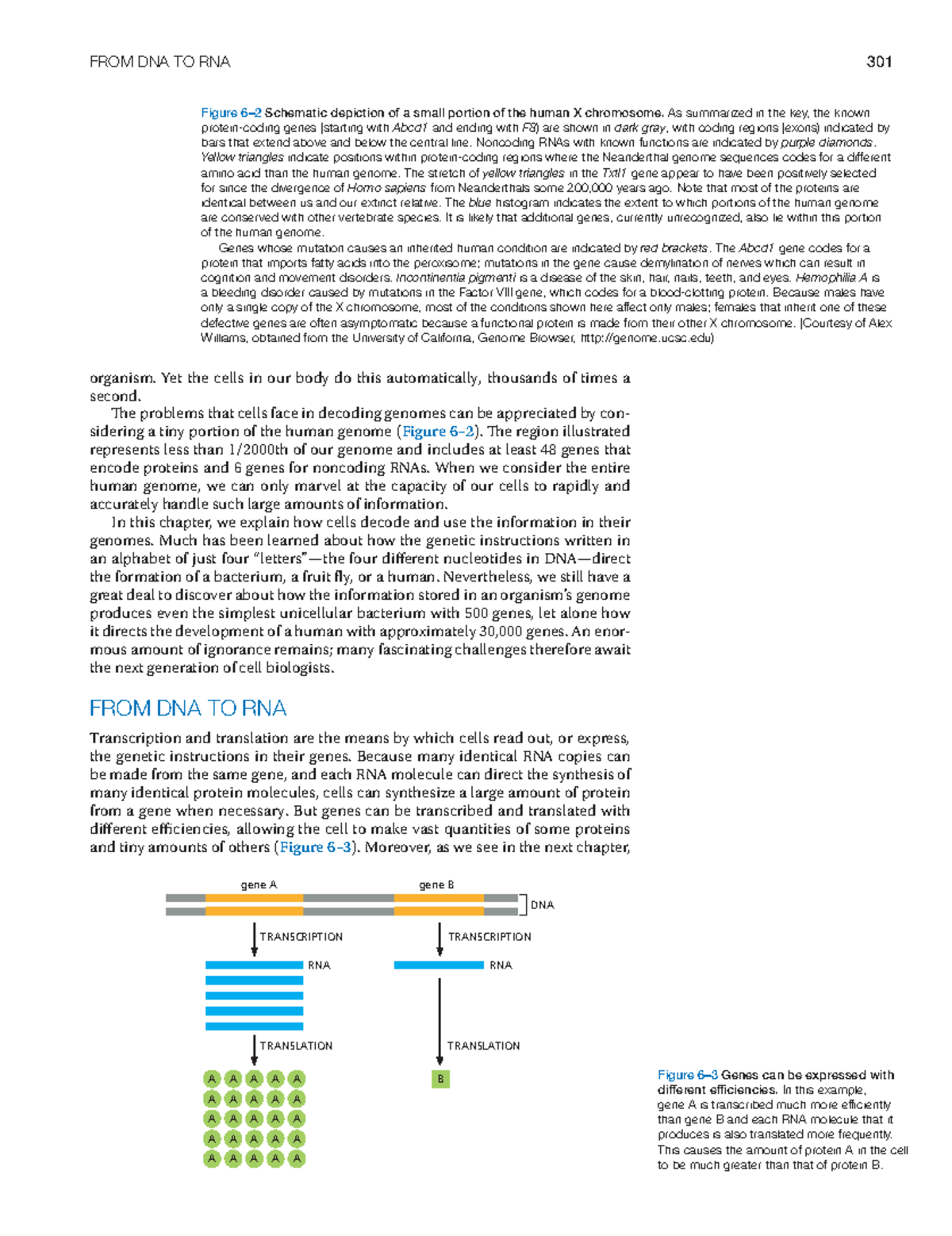 Transcription and Translation: RNA Function in Genetics (BIO 301) - Studocu