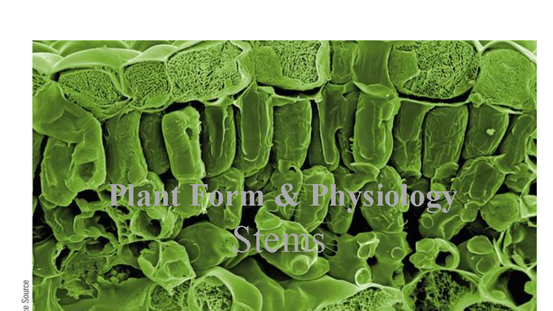 Plant Physiology: Stems Overview and Functions (Course Code: 5B) - Studocu