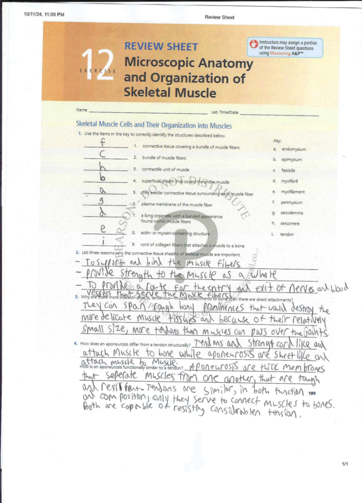 Review Sheet for Chapter 10: Skeletal Muscle Organization and Structure ...