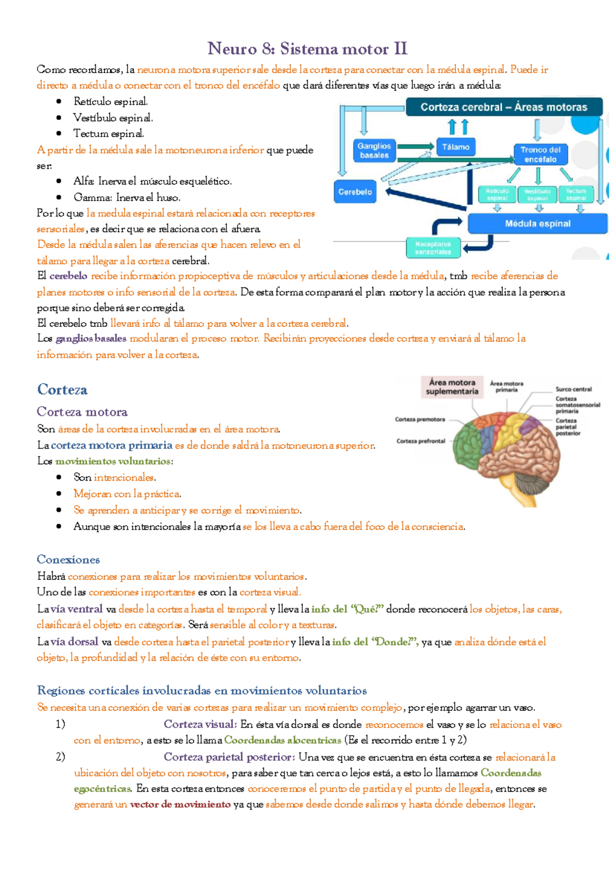 Neuro 8: Sistema Motor II - Funciones y Estructuras Clave - Studocu