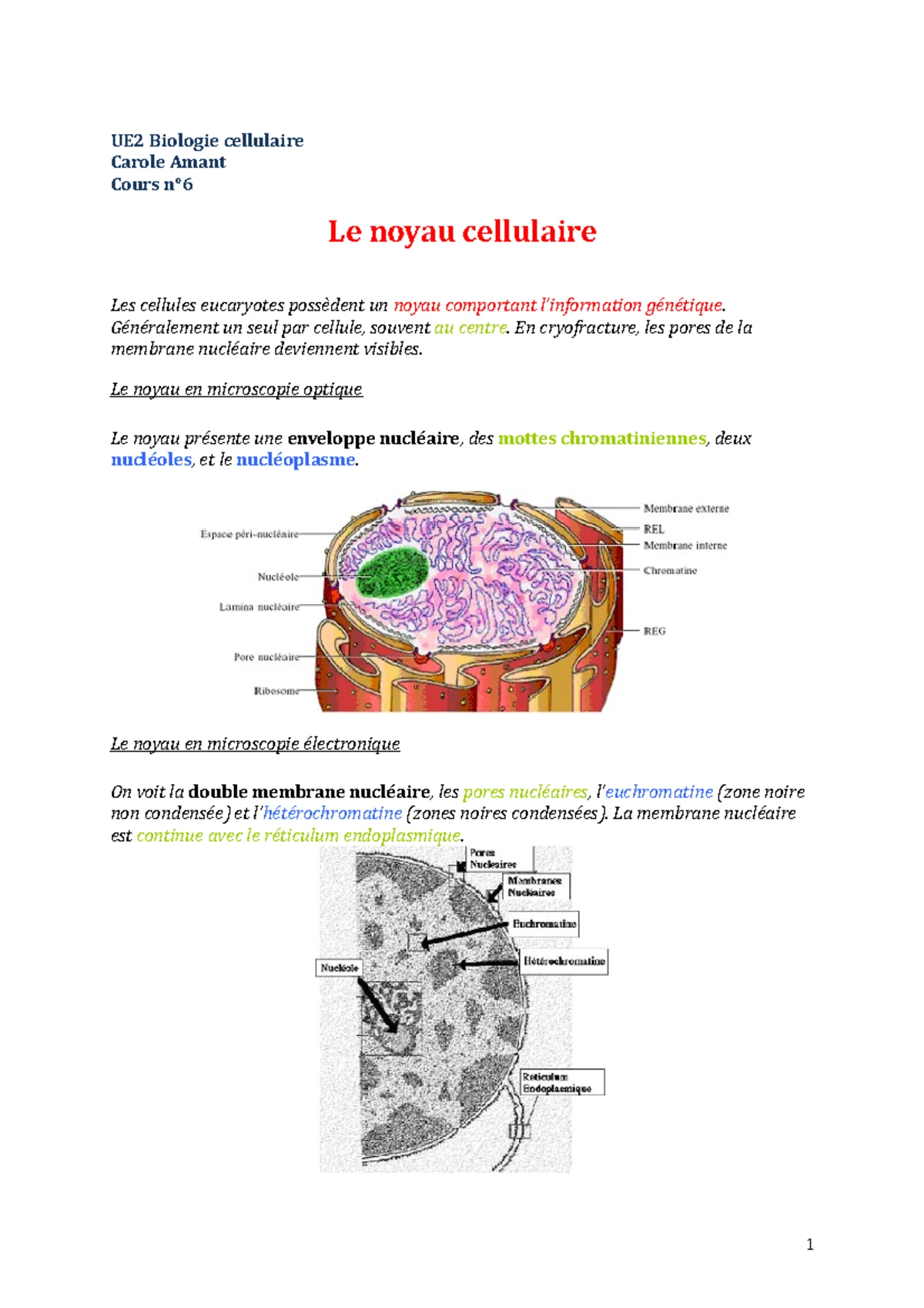 Noyau - LE NOYAU La chromatine et les chromosomes Le nucléole et autres ...
