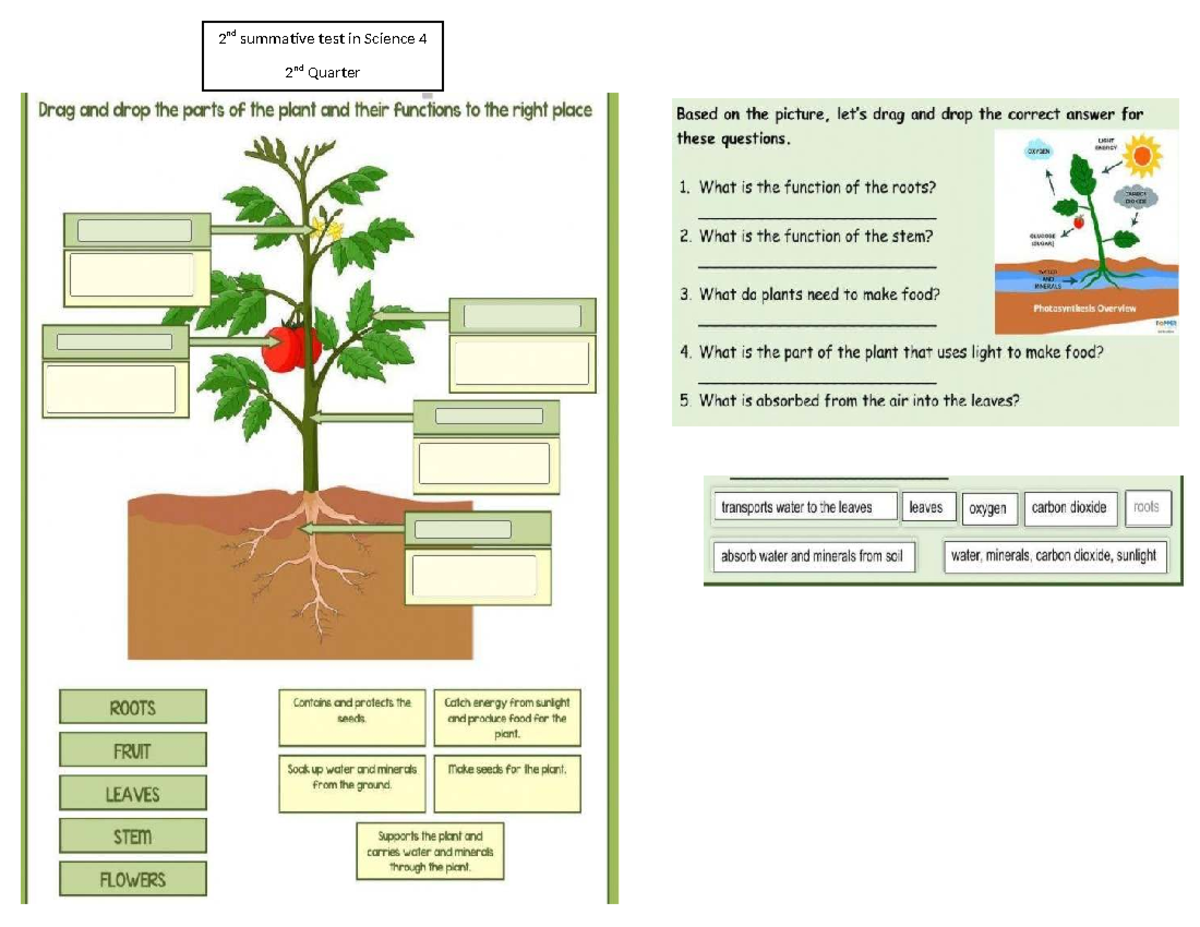 2ⁿᵈ Summative Test in Science 4: Plant Parts & Functions - Studocu