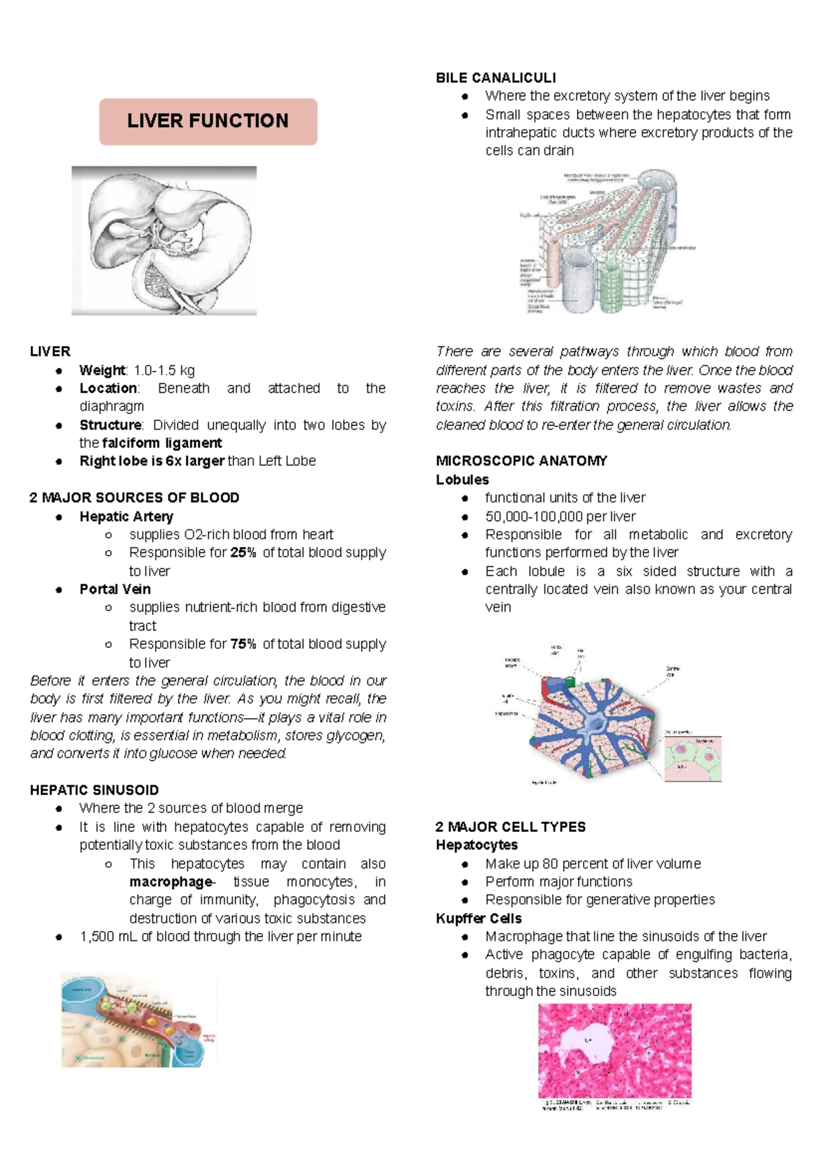CC2L1 - Liver Function and Anatomy Notes - Studocu