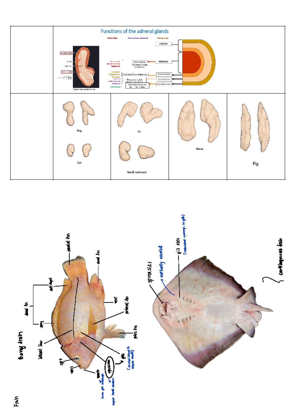 Fish anatomy respiratory ystem - Dog Ox Air breathing organs allow to ...