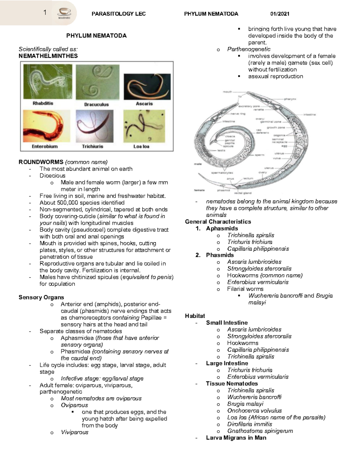 Nematodes - PHYLUM NEMATODA Scientifically called as: NEMATHELMINTHES ...